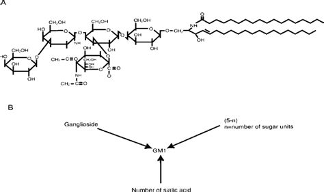 The Structure Of Ganglioside GM Panel A And Svennerholm S Download Scientific Diagram