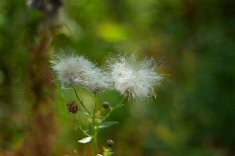 Растение с белыми пушистыми цветами 55 фото