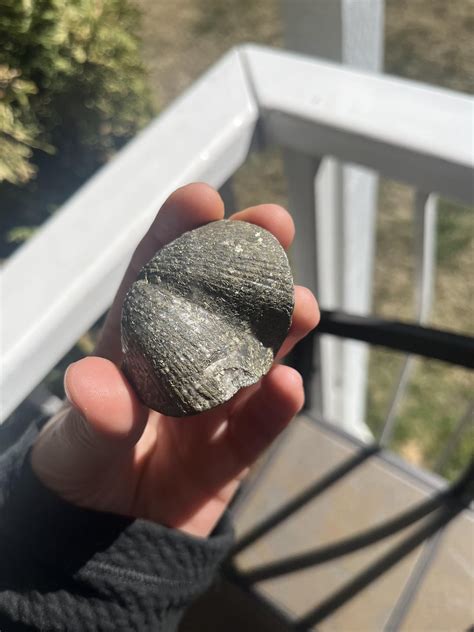 Pyrite Fossil Rwhatsthisrock