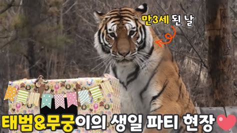 ⭐️2월 19일 만3세 호랑이 생일 파티 현장⭐️ 생일 축하해 태범and무궁아🐾 에버랜드에서 유학 온 호랑이 남매 태범and무궁이의 생일 파티 현장에 다녀왔어요🎶 Youtube