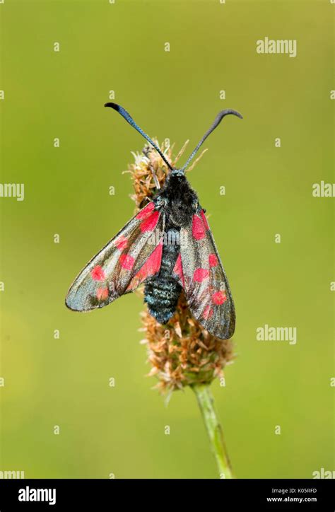 Burnet Moth Zygaena Filipendulae Stephensi Brightly Coloured Day Flying Moth Poisonous Stock