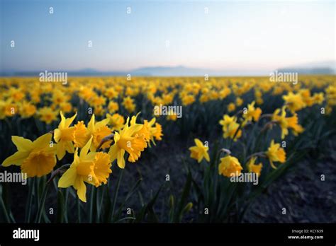 Daffodil Field Washington At Felipa Hunter Blog