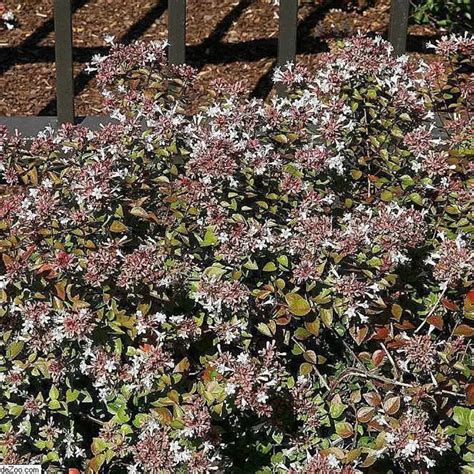 Abelia Rose Creek Gobuyplants