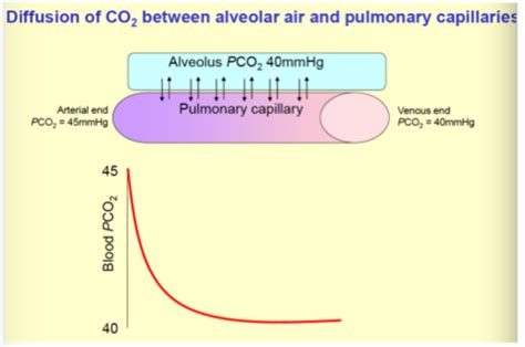 Gas Exchange Flashcards Quizlet