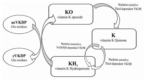 Vitamin K Carboxylation Cycle The Oxidation Of The Hydroquinone Form