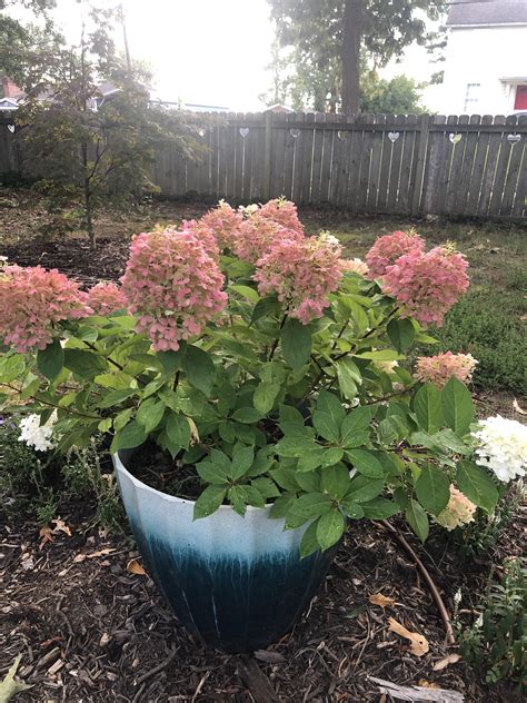 Ive Had A Lot Of Disappointments This Season But This Firelight Tidbit Hydrangea Makes Me