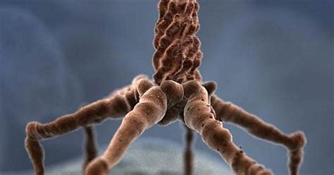 When I Hear Electron Microscope Photos Are Going Viral Album On Imgur