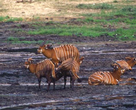 Bongo African Wildlife Foundation
