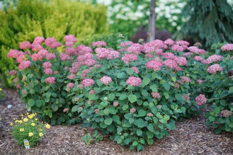 Hydrangea Arb Invincibelle Ruby Dsc05887  Proven Winners