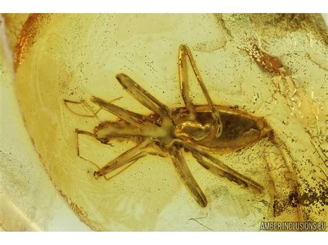 Rare Water Bug Veliidae Fossil Insect In Baltic Amber 7056