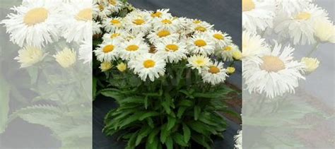 Ромашка садовая крупная купить в Санкт Петербурге Товары для дома и дачи Авито