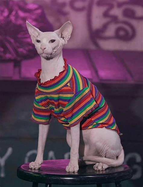 Bingus The Fashion Icon Rbingus