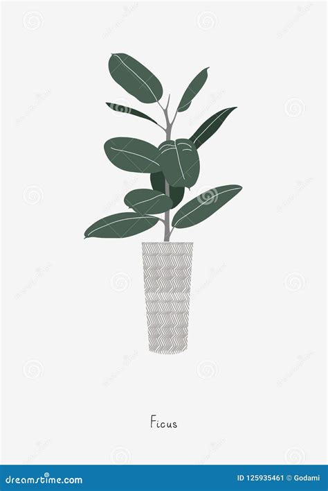 Ficus Tree Vector Beautiful Houseplant In Ceramic Pot Isolated On Dark