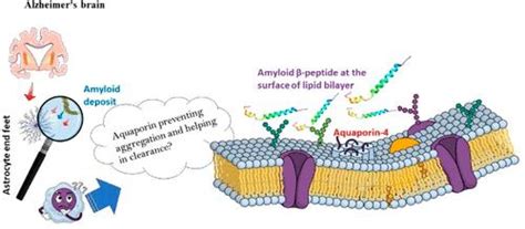 Aquaporin 4 介导的阿尔茨海默病淀粉样蛋白 β 肽的聚集acs Chemical Neuroscience X Mol