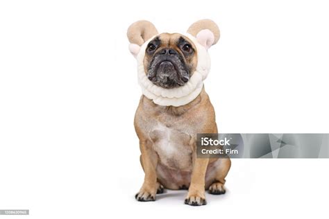 흰색 배경에 고립 된 푹신한 귀여운 양 귀와 뿔 머리띠 의상을 입고 프랑스 불독 개를 앉아 0명에 대한 스톡 사진 및 기타