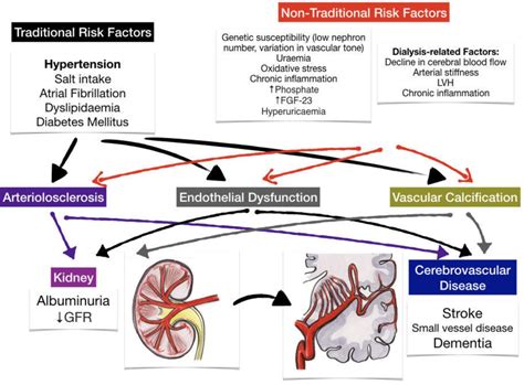 Disentangling The Multiple Links Between Renal Dysfunction And