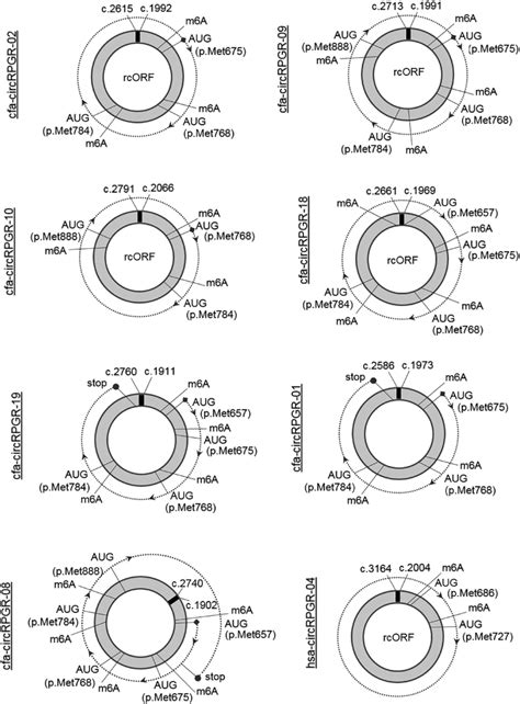 Predicted Orf Structures In Canine And Human Rpgr Circrna Sequences