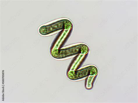 Spirulina Sp Algae Under Microscopic View Cyanobacteria That Can Be