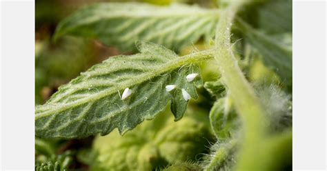 New Ippc Course Aims To Teach Growers More About Plant Health