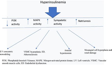 Frontiers Insulin Resistance Hyperinsulinemia An Important