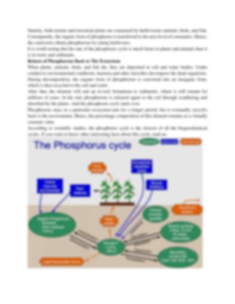 Solution Phosphorous Cycle Studypool