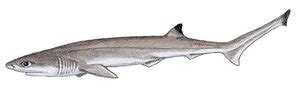 Sharpnose Sevengill Shark Heptranchias Perlo — Shark Research Institute