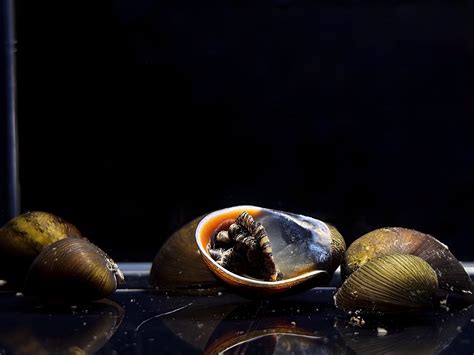 Black Racer Nerite Snail Live Freshwater Aquarium Snail