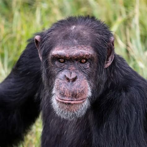 ¿cuál Es La Estructura Más Grande Del Universo Tenemos Nuevo Ganador Y