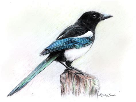A Magpie By TheFlyingMagpie Deviantart Com On DeviantArt Bird Drawings Owls Drawing Bird Art