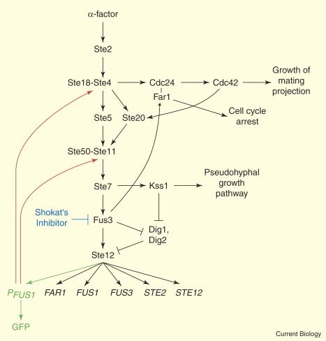 Systems Biology A Switch For Sex Current Biology