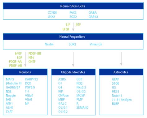 Neural Stem Cell Markers Life Science Research Merck