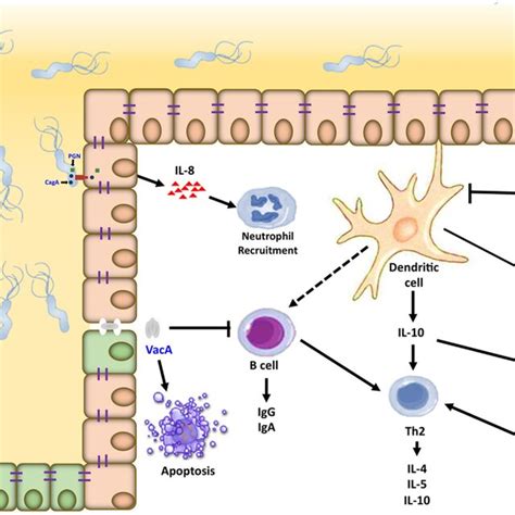 Inflammatory Microenvironment Induced By Helicobacter Pylori H Download Scientific Diagram