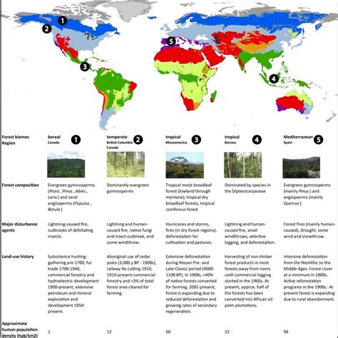 Pdf Viewing Forests Through The Lens Of Complex Systems Science