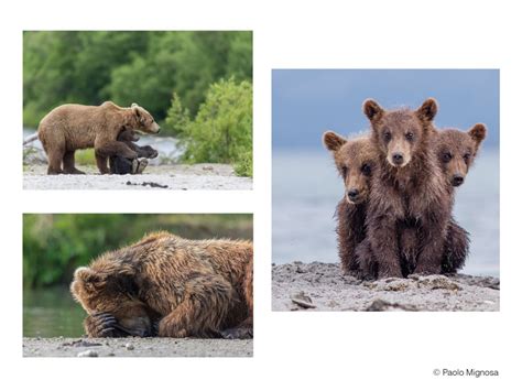 Зэрлэг амьтдын хөгжилтэй агшны ШИЛДЭГ ГЭРЭЛ ЗУРГУУД 2022