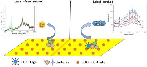 Spectroscopy For Detection Bacteria At Noah Stretch Blog