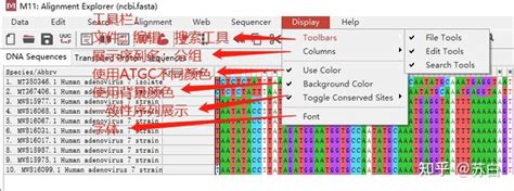 MEGA安装与序列比对Align 知乎