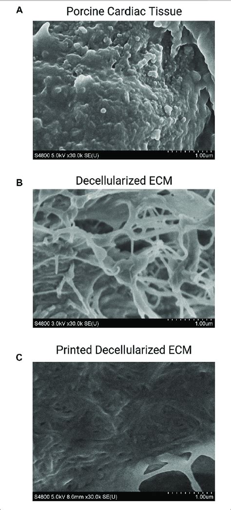 Sem Of Porcine Cardiac Tissue A Decellularized Extracellular