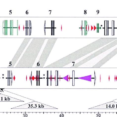 Intron Exon Structure Of Selected Chimeric Transcripts Download Table