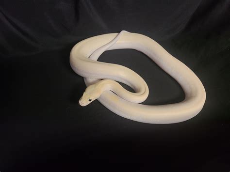 Hypo Burmese Python Traits Morphpedia