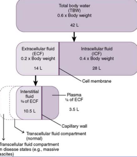 Exam 6 57 Control Of Body Fluid Osmolality And Volume Flashcards Quizlet