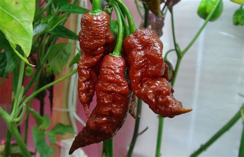 Leviathan Gnarly Scorpion Pepper Hrseeds