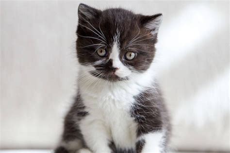 11 Most Common Cat Breeds With Tuxedo Markings Wise Kitten