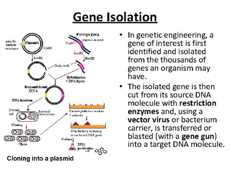 Definition Genetic Engineering Refers To The Scientific Process