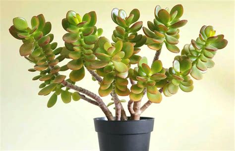 Planta De Jade Crassula Ovata