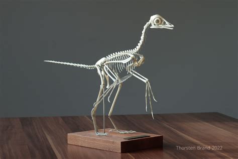 Archaeopteryx Skeleton Revisited Paleo Re Creations The Fossil Forum