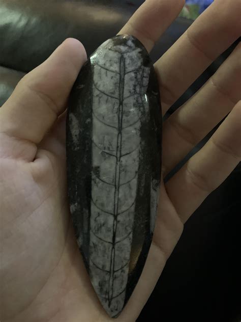 Not Sure If This Is Where To Ask But Any Idea What This Fossil Is If Its Even A Fossil R
