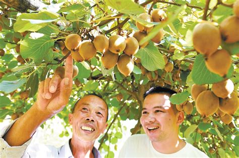 丰收在望 焦点图 湖南在线 华声在线
