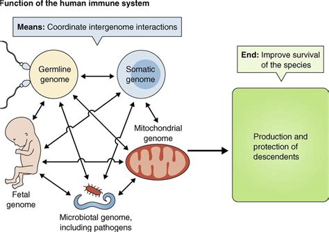 Function Of The Human Immune System The Immune System Is The Set Of Download Scientific