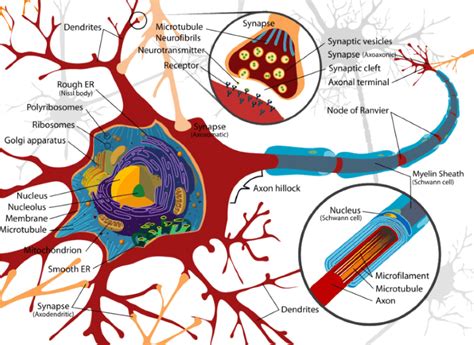 Definitions Of Human Brain Components Dw