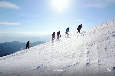 Green Zebra • მწვანე ზებრა Home